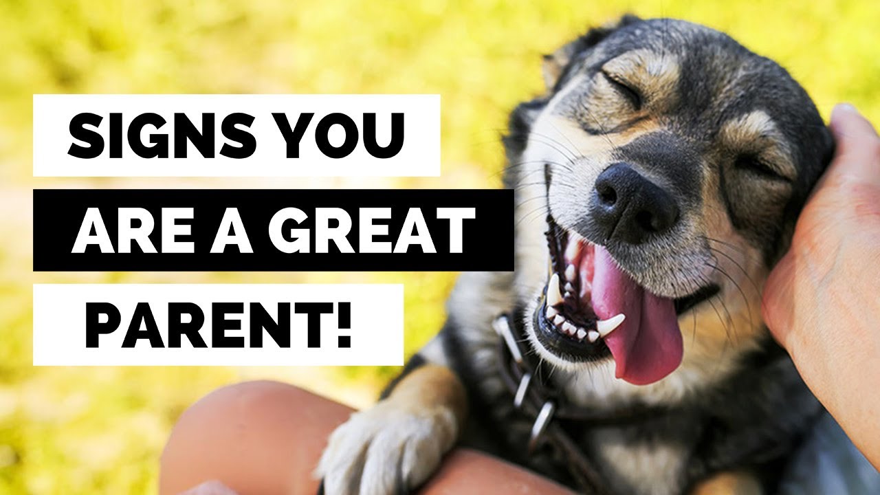 Are You The Ultimate Dog Parent? 10 Signs to Find Out! - YouTube