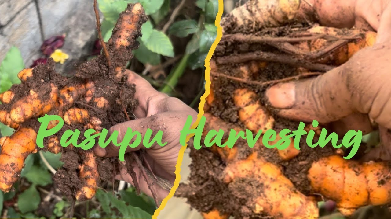Pasupu Harvesting - YouTube
