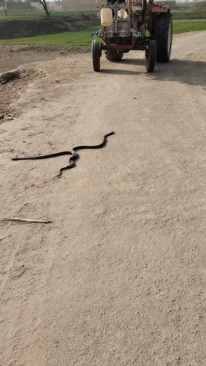 Two snakes came in front of the tractor - YouTube