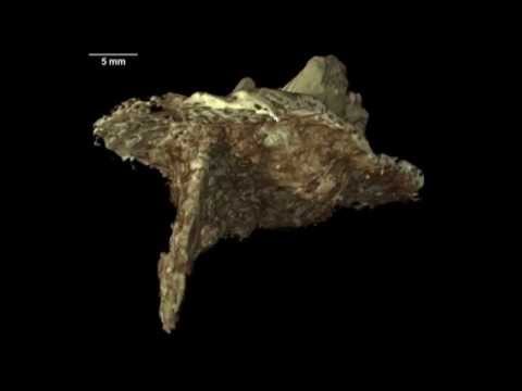 Evidence From a Pre-Clovis Mastodon Hunt - YouTube