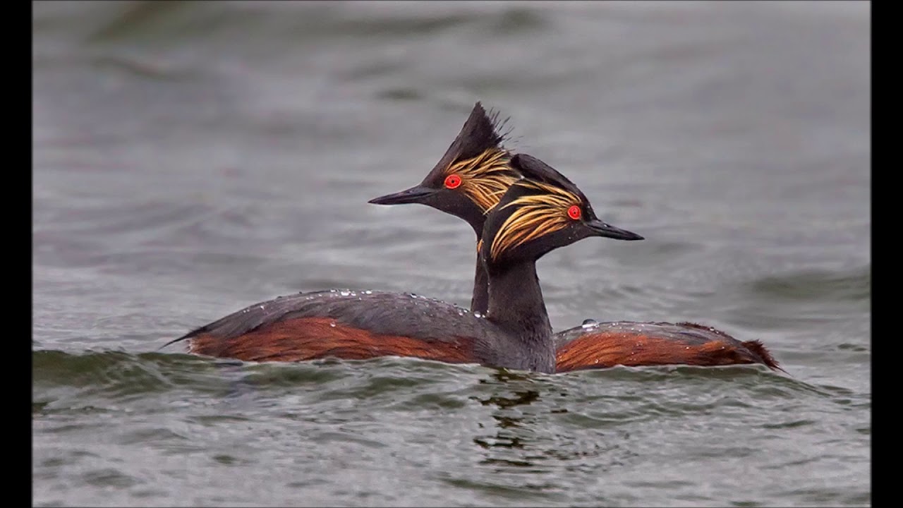 2018 OREGON WINGS & FEATHERS - YouTube