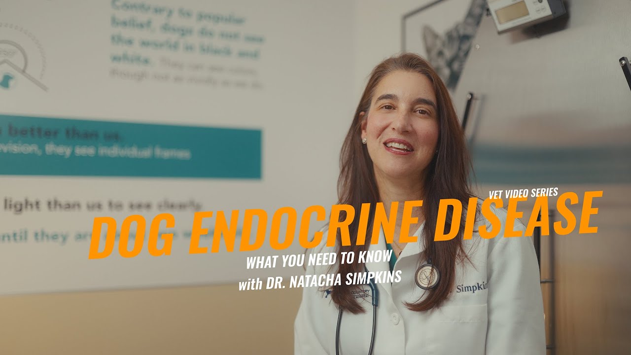 Dog Endocrine Diseases Explained by Dr. Natacha Simpkins | Vet Video ...