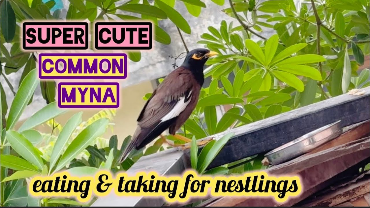 Super Cute Myna Eating Quietly #commonmyna#myna#mynaeating #birdseating ...