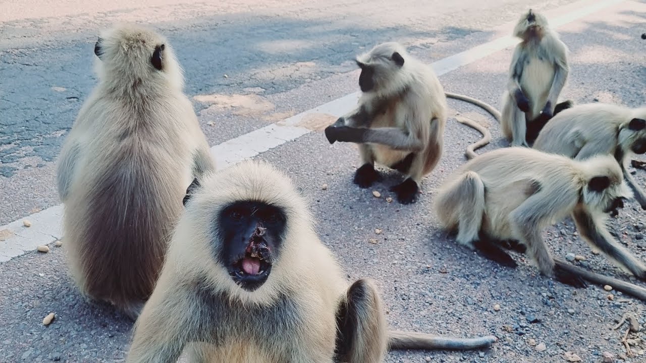 Makar Sankranti बन्दरों के साथ #monkey #langoor #Trending #viral # ...