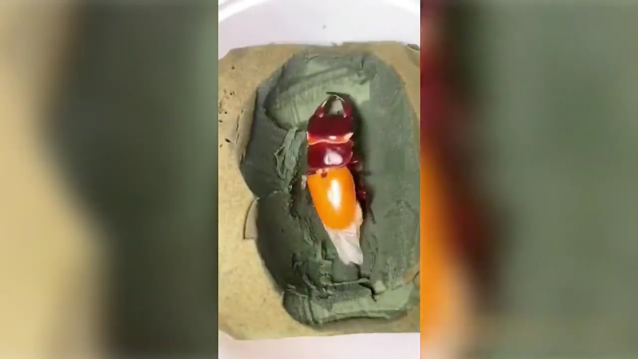 New born beetle | Baby Beetle Being Growing Red beetle #ethical # ...