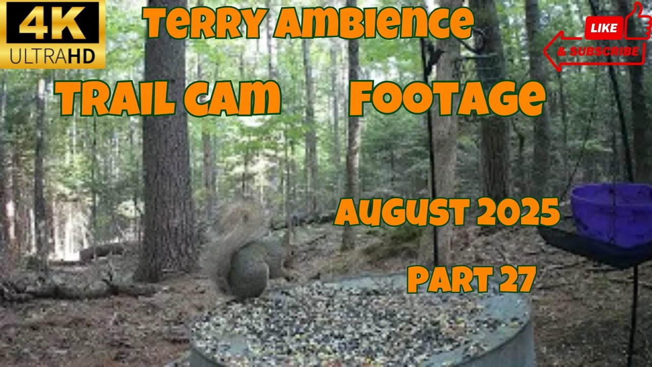 4k Trail Camera Footage August 2025 Part 27 - YouTube