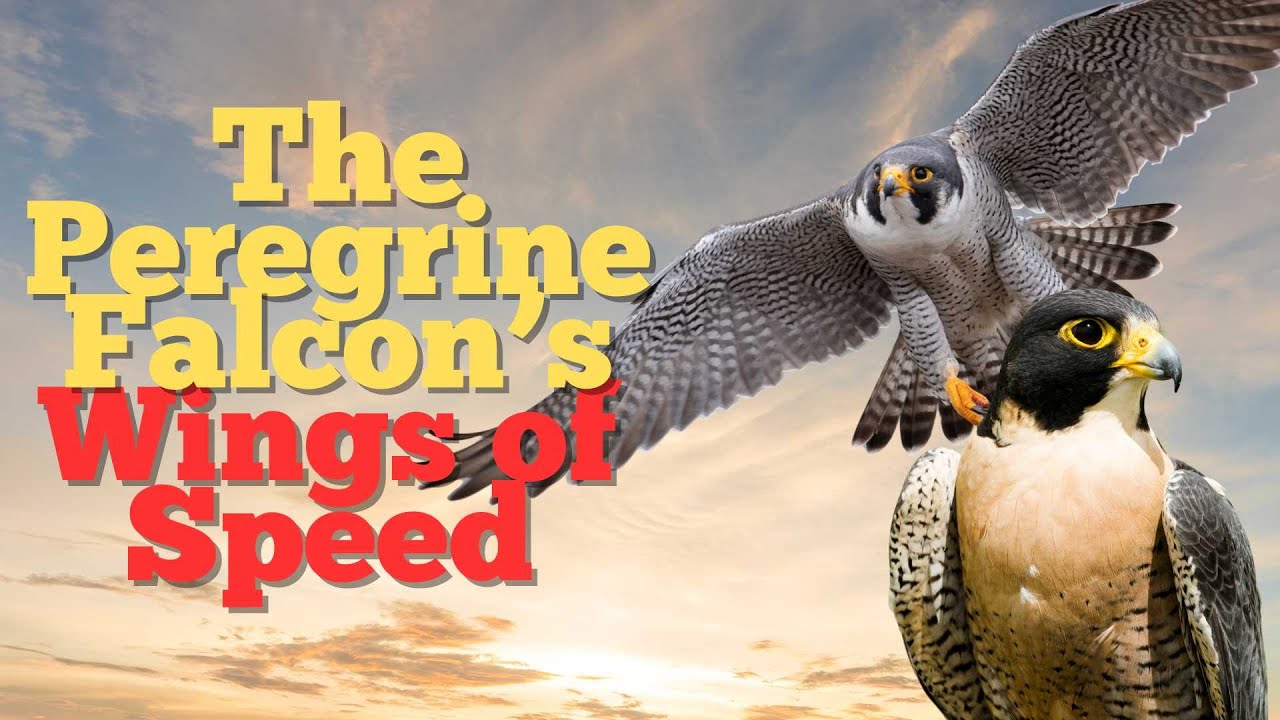 From Cliffs to Skyscrapers: The Peregrine Falcon's Journey - YouTube