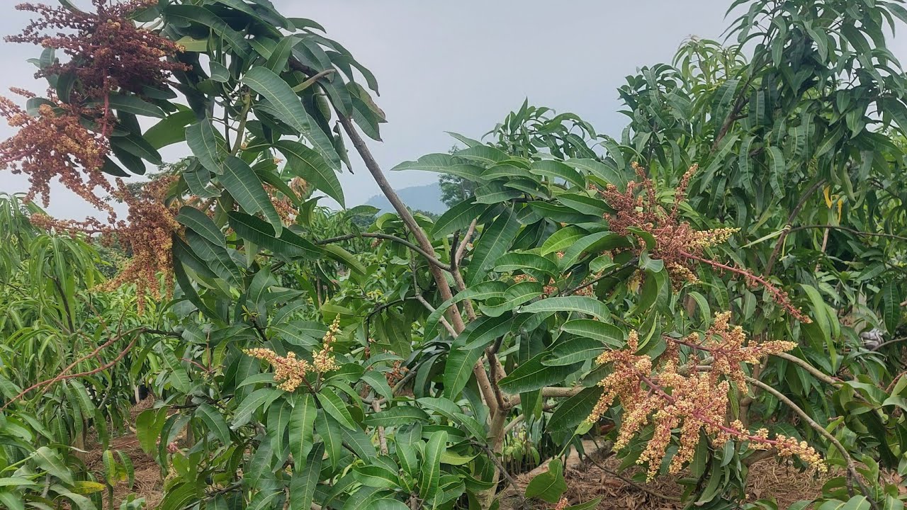 cara mangga cepat buah dengan potes daun tua hasilnya bunga - YouTube