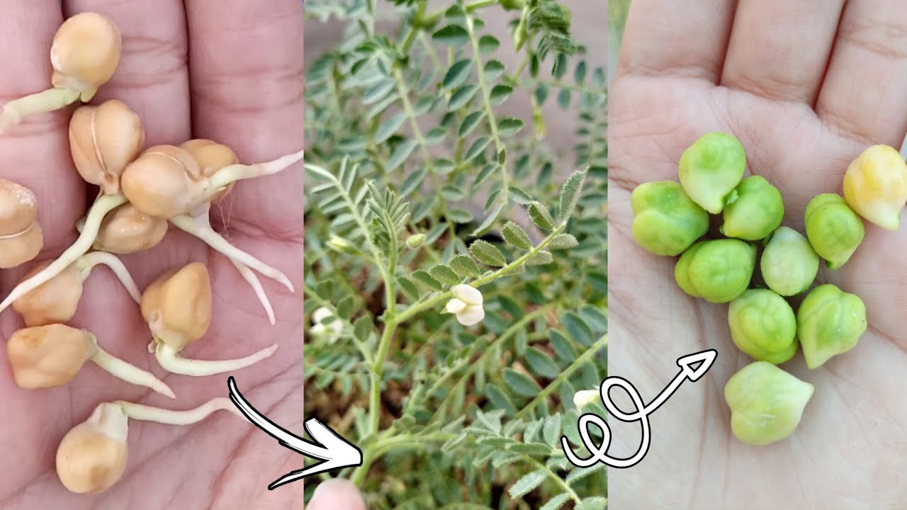 How to grow chickpea at home (part 2) - YouTube