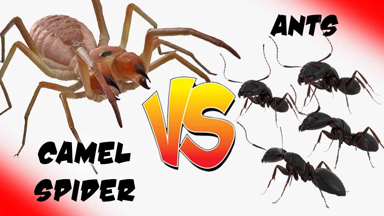 Camel Spider Assault: The Ant Colony Siege [Epic Bug Battle] - YouTube