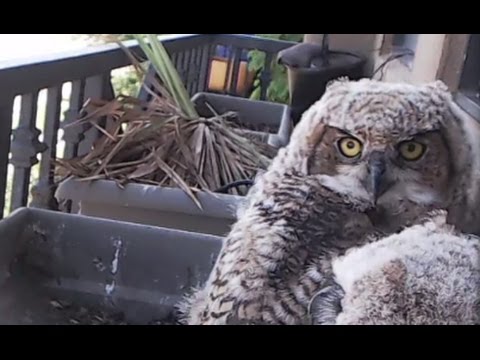 LIVE: Owl Live Stream | The Dodo - YouTube
