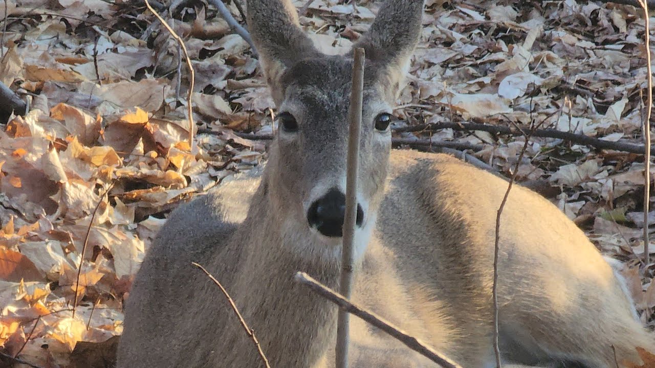 Deer having fun just laugh out load ||Sasa-pgm4681|| #deer #hiking # ...