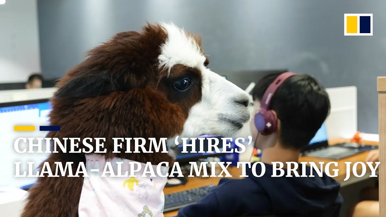Company in China ‘hires’ llama-alpaca mix to bring joy to workers - YouTube