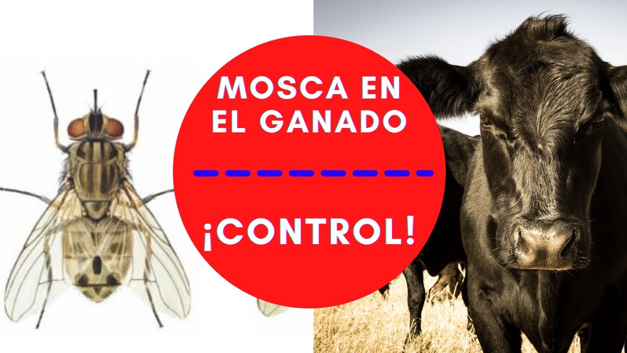 MOSCAS EN EL GANADO / CONTROL DE MOSCAS EN EL GANADO - YouTube