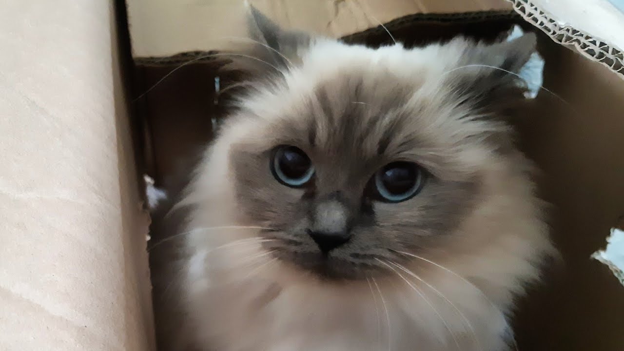 ragdoll cat lizzy plays in the box 貓 # 玩 # 可愛 # 布 娃娃 # 貓 - YouTube