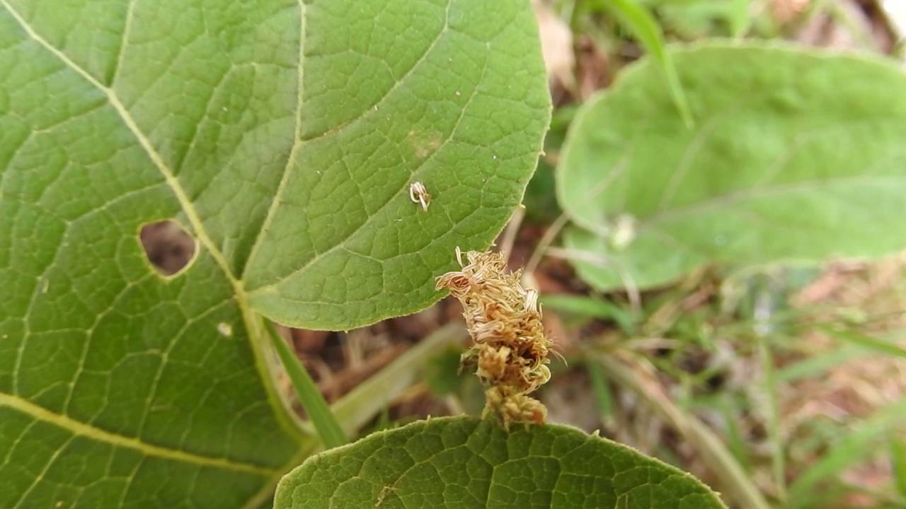 Camouflage Looper (inchworm) #3 - YouTube