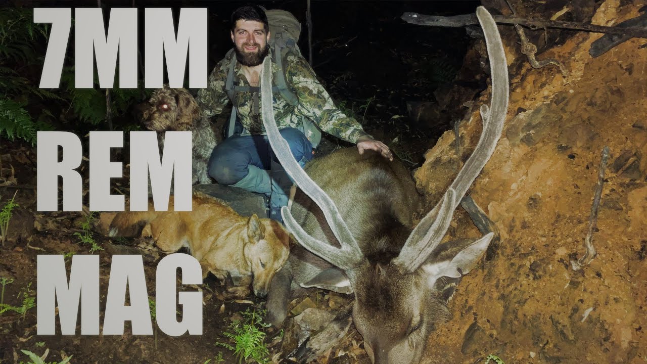 Wild DOG and Sambar STAG Minutes APART! - YouTube