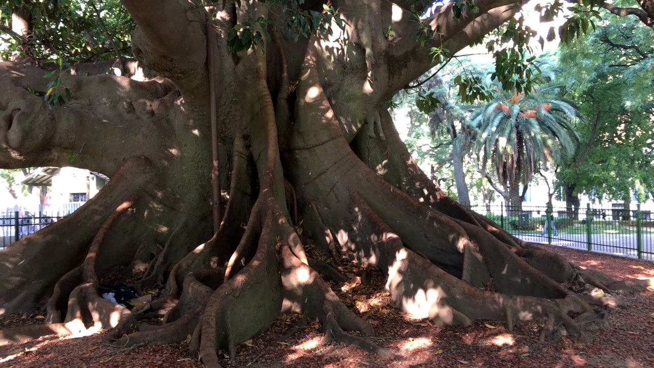 The massive Ombu tree - YouTube