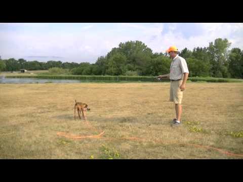 Pointing Dog Puppy Training with Gun Dog Succes part 2 - YouTube