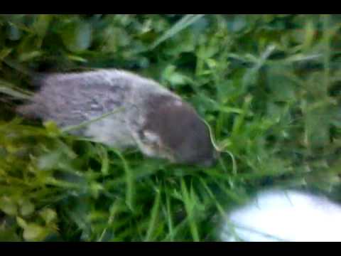 Baby Groundhog Snuggles My Foot - YouTube