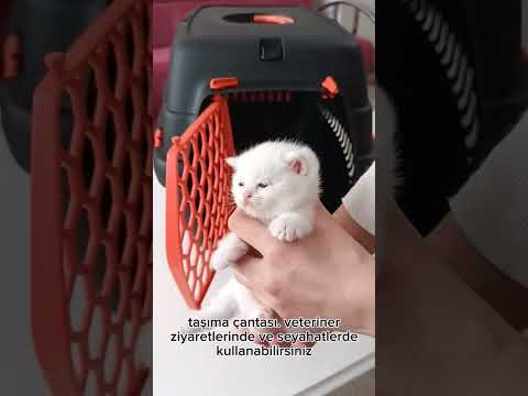 kedi sahiplenirken almanız gereken #kedi #kedivideoları#kedibakımı #cat #kedilerindünyası #yavrukedi
