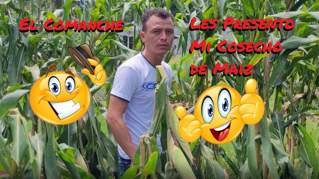 El Comanche Muestra Como le va en su Cosecho de Maiz - YouTube