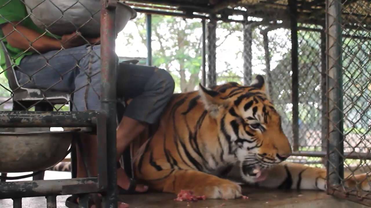 Davao Crocodile Park Virtual Tour - YouTube