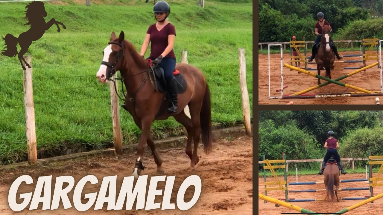 Treino de Hipismo#299-Gargamelo - YouTube