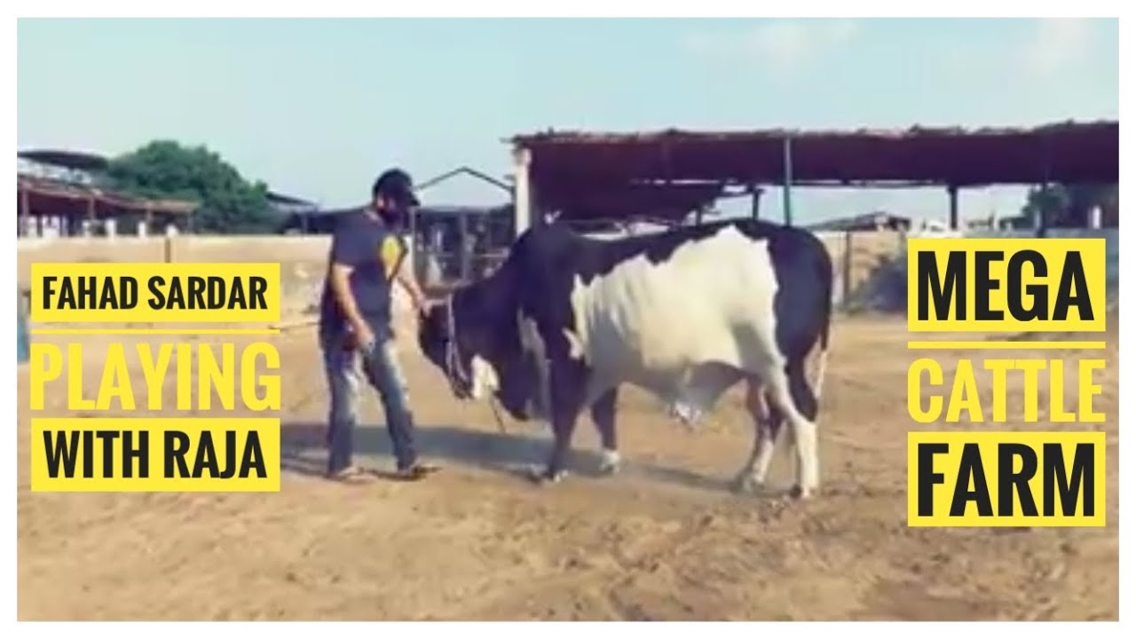 Mega Cattle Farm live Session - YouTube