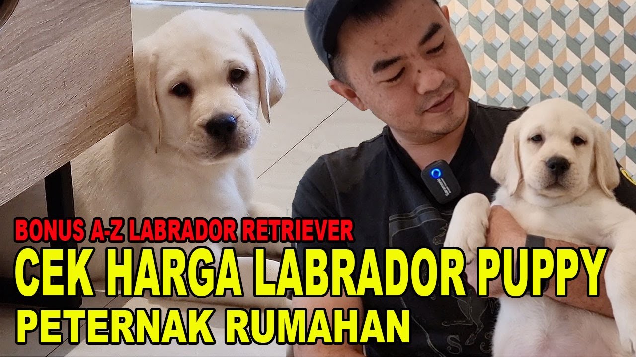 CEK HARGA ANAK ANJING LABRADOR DI KENNEL RUMAHAN - YouTube