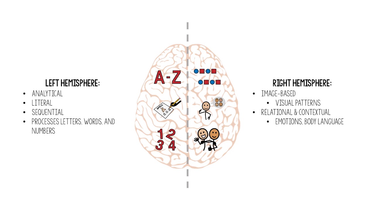 Functions of the Brain Infographic - YouTube