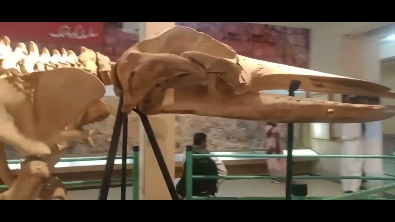 Whale Skeleton at Pakistan Museum of Natural History - YouTube
