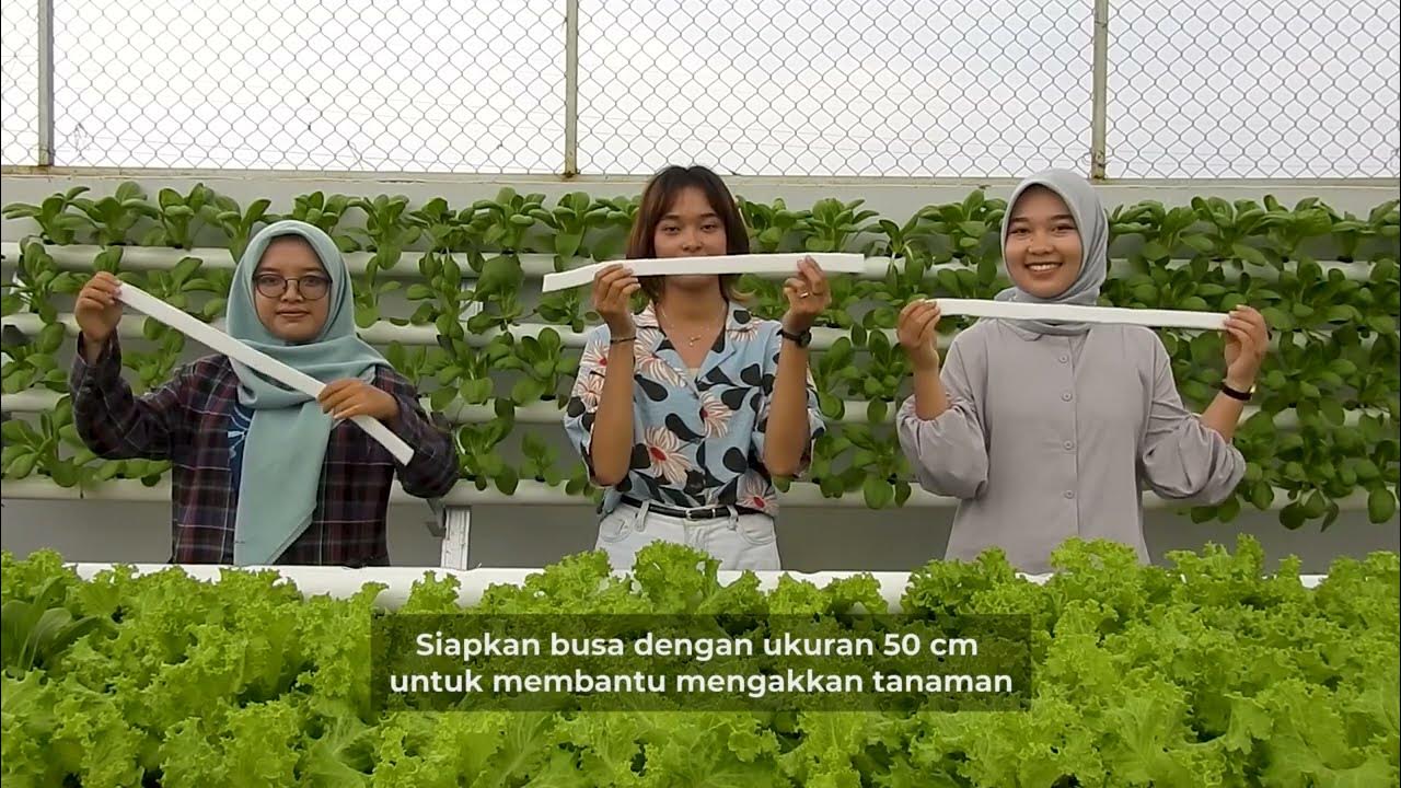 Tutorial Menanaman Tanaman Lee Kuan Yew dengan Teknik Hidroponik | UI GreenMetric Event - YouTube