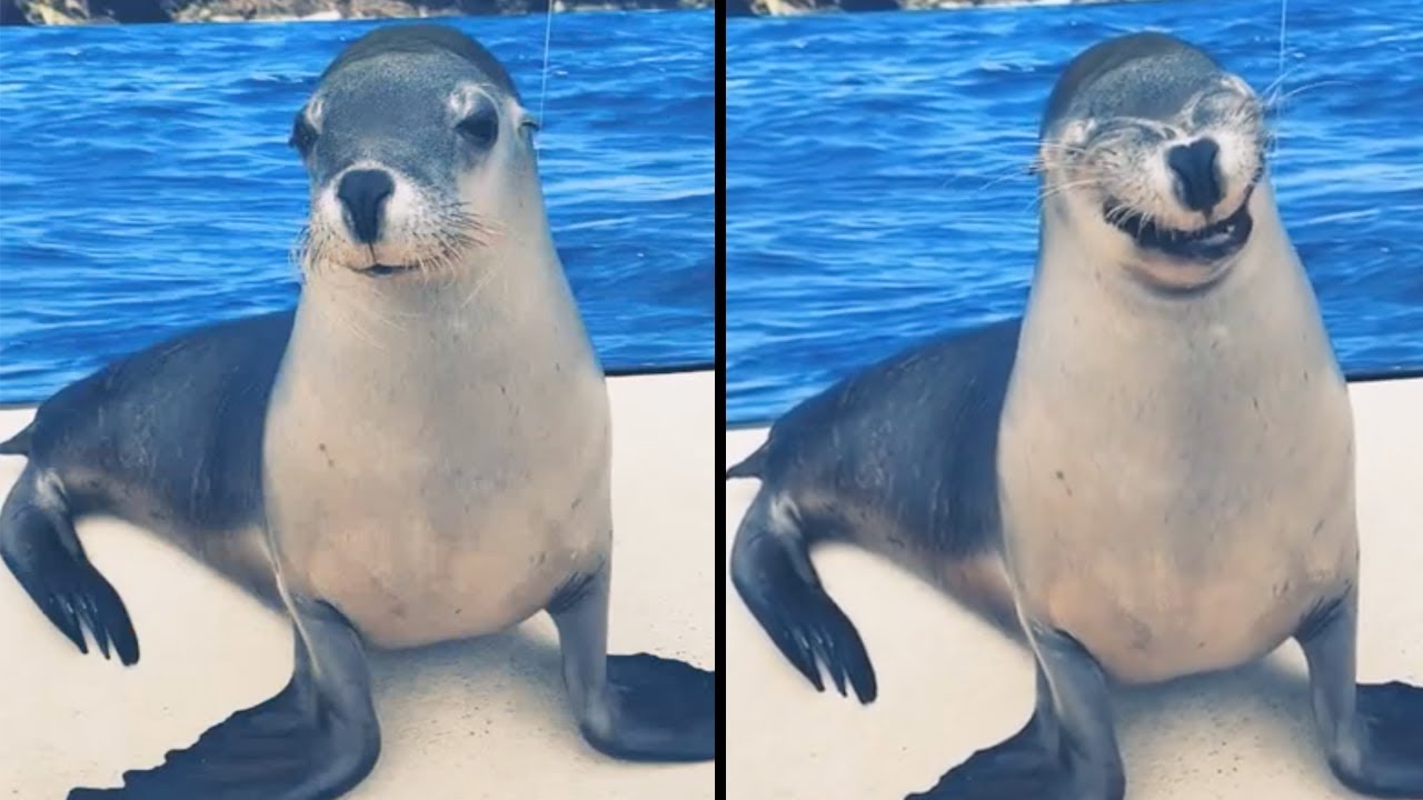 A Very Happy Seal - YouTube