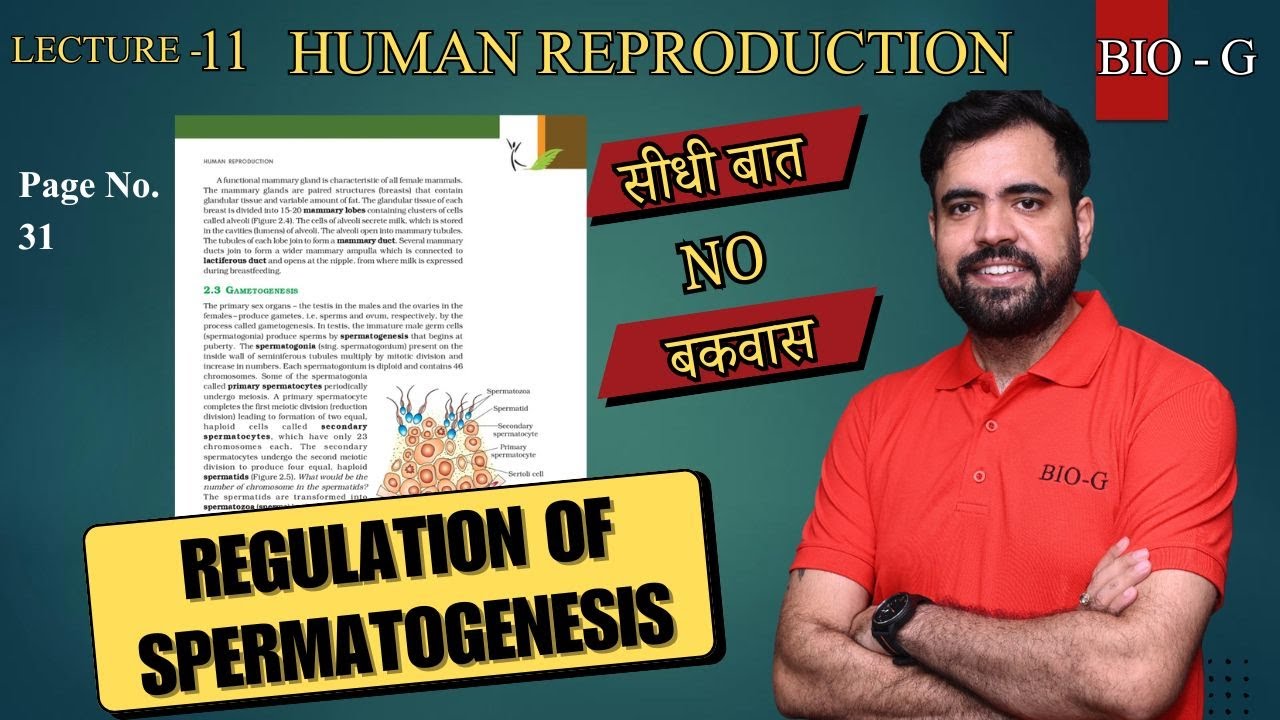 Best Ever Study of Regulation Of Spermatogenesis | Human reproduction ...