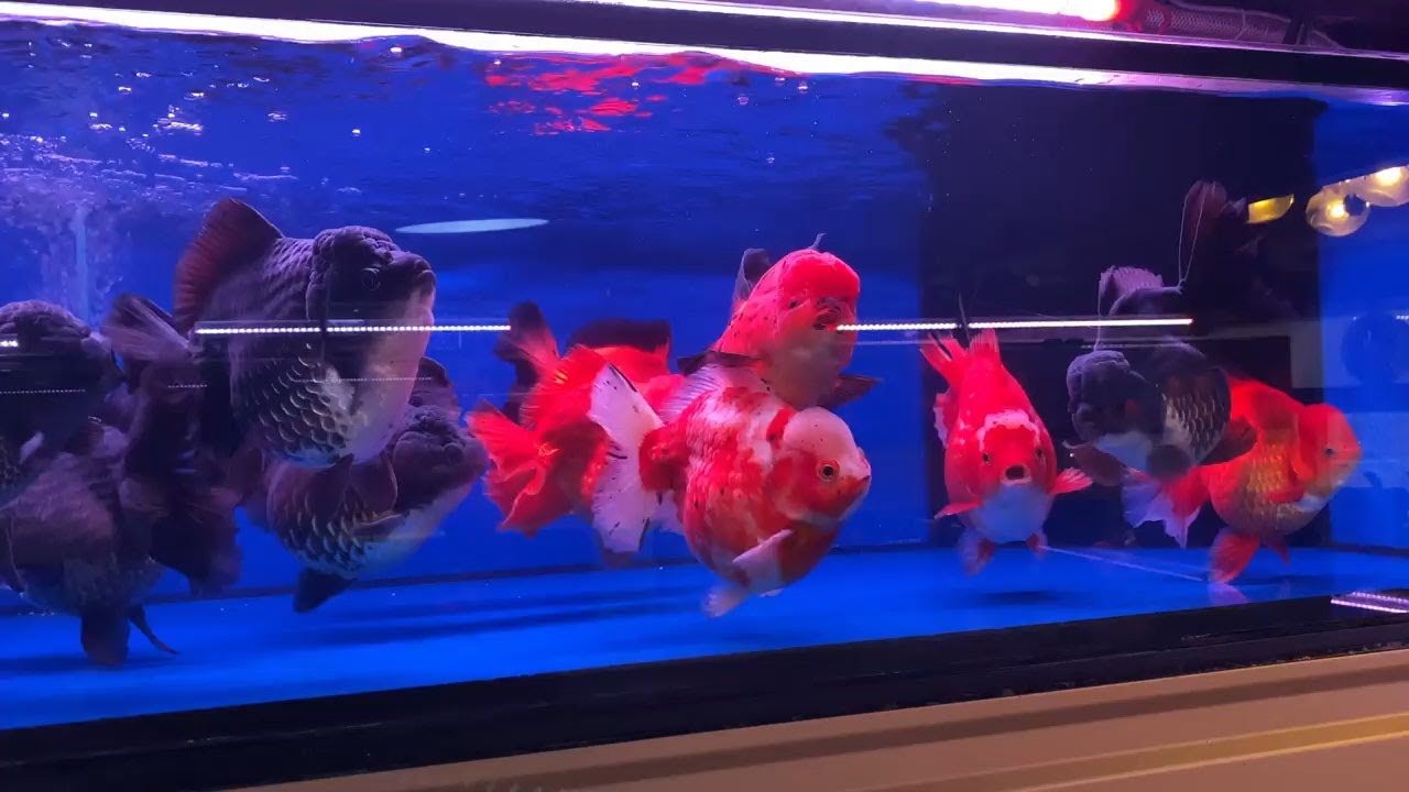 The most beautiful Goldfish - YouTube