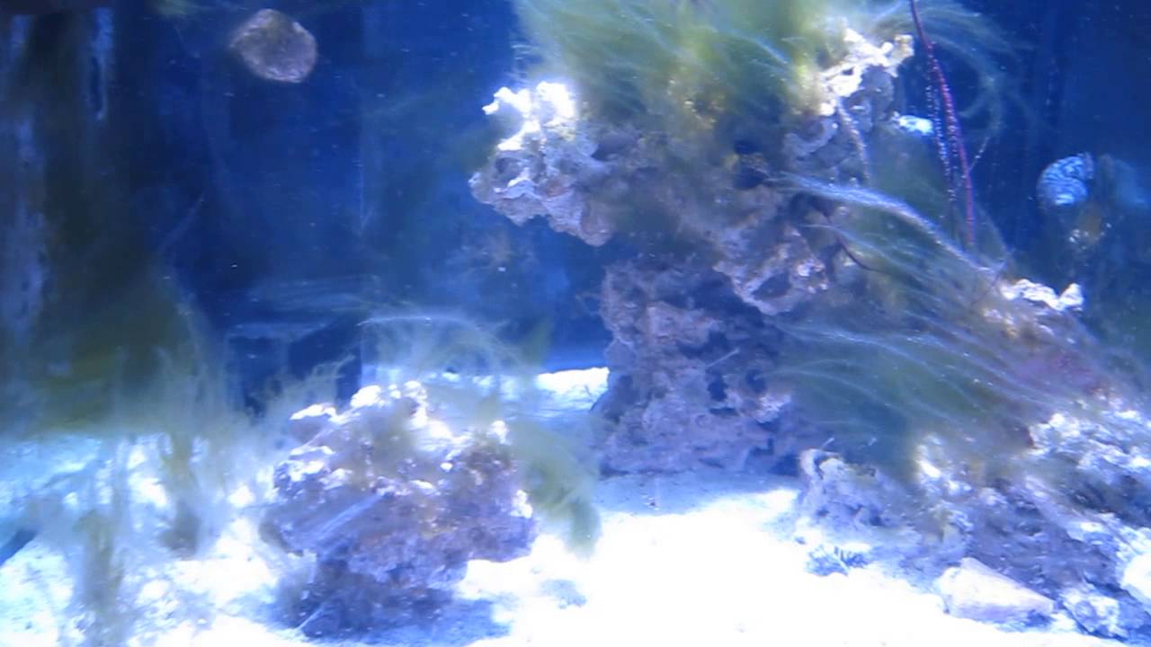 Tank Update - RIP, Snails & Hermits Dead on Arrival from Reefs2Go - YouTube