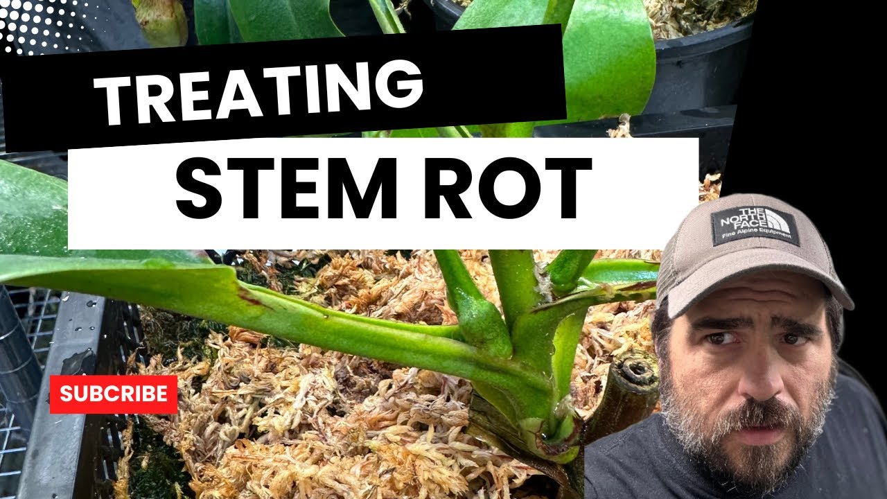 Is My Pitcher Plant Dead? - YouTube