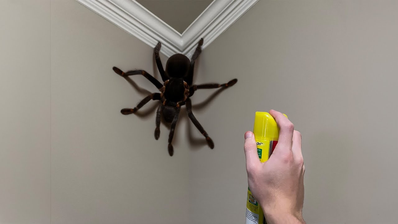 why did I spray this huge spider... - YouTube