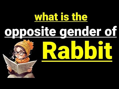 what is the opposite gender of rabbit || rabbit ka opposite kya hoga ...