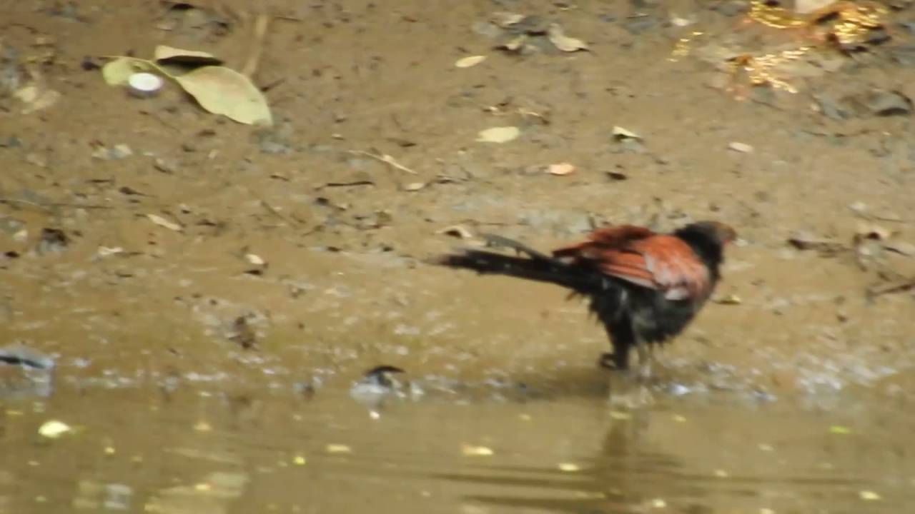 Southern Coucal - Centropus (sinensis) parroti - Shower Time - YouTube