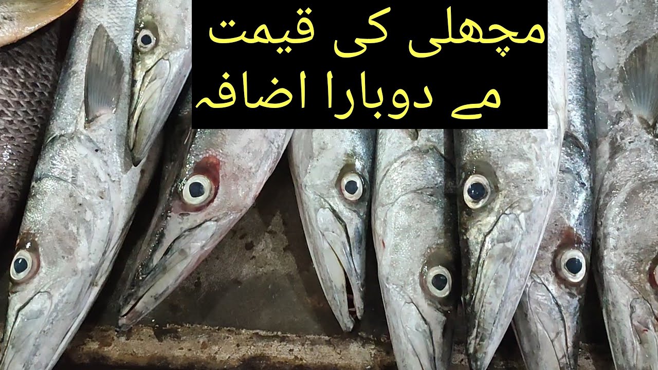 fish rates latest fish price update 28/10/23 karachi fisheries latest ...