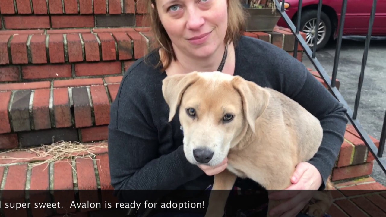 Avalon for Adoption at Ruff House Rescue NY - YouTube