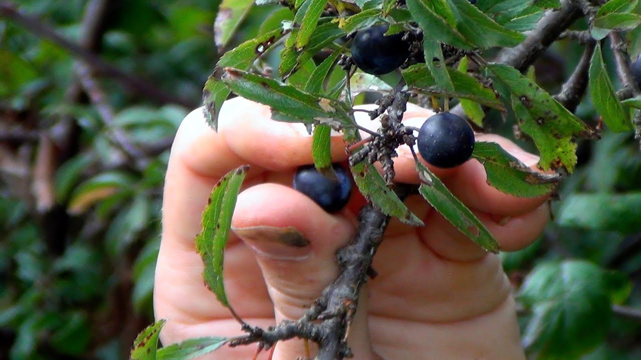 Foraging Sloe Berries and making Slow Gin - Dave Hamilton - YouTube