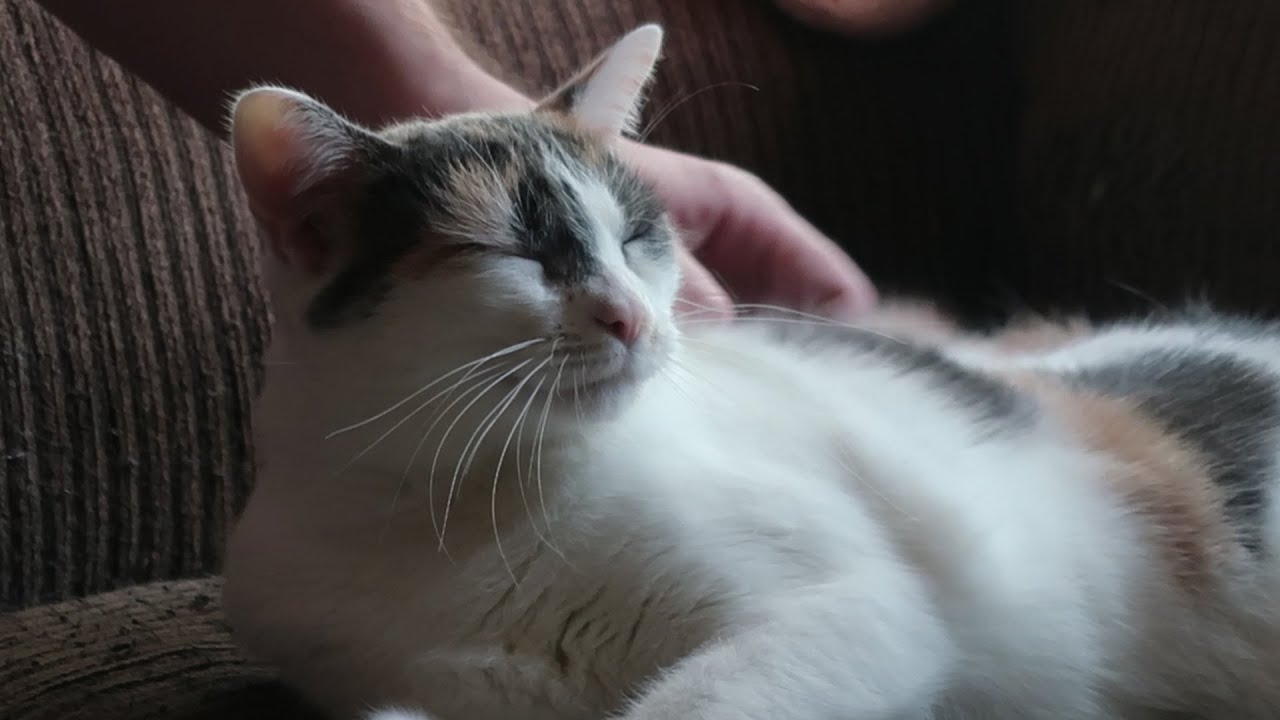Cat loves her dad's touch - YouTube