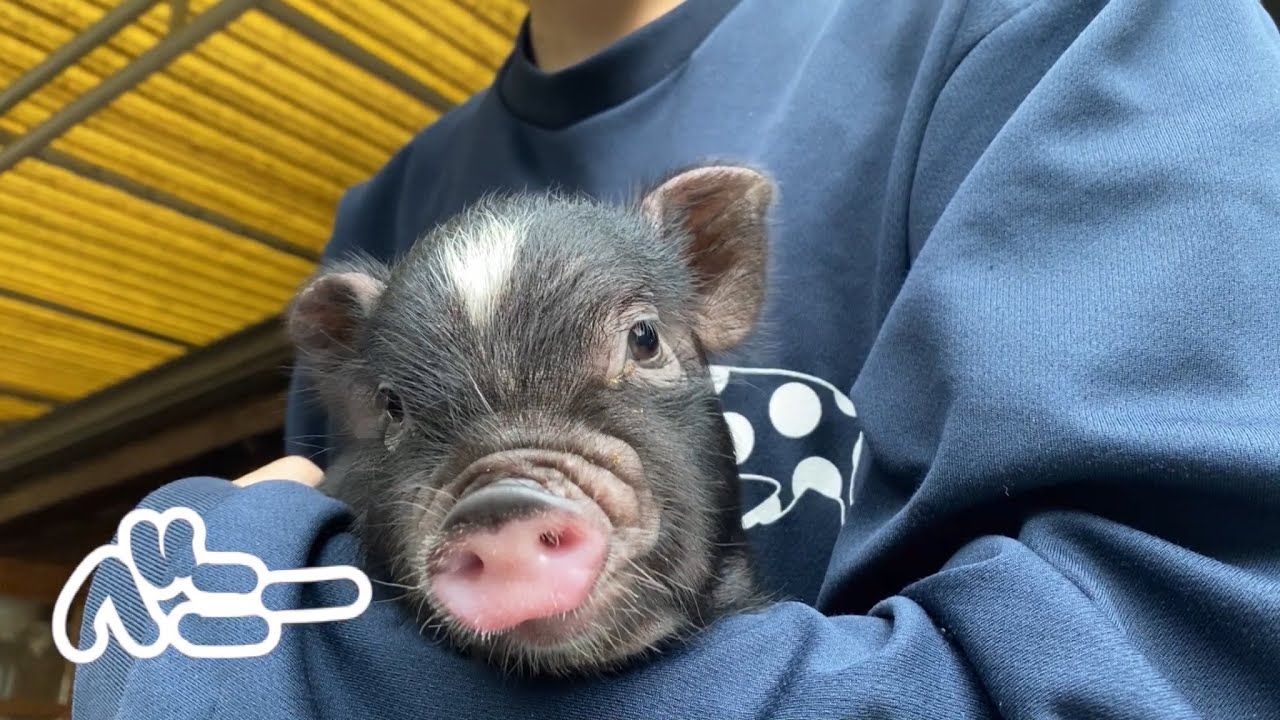 pigちゃん紹介動画 〜ベニー Benny〜 - YouTube