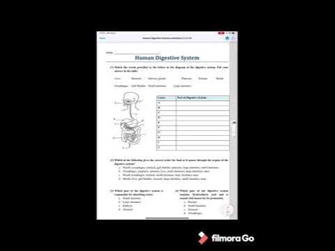 Grade 7C Digestive System Worksheet Correction - YouTube