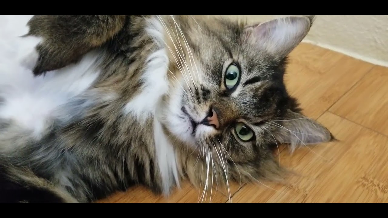 #Koa Bear #lazycat #cat - YouTube