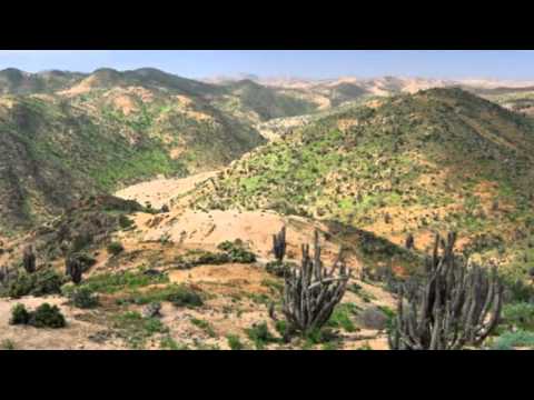 Çölde Uyuyarak Ayakta Kalan Bitkiler