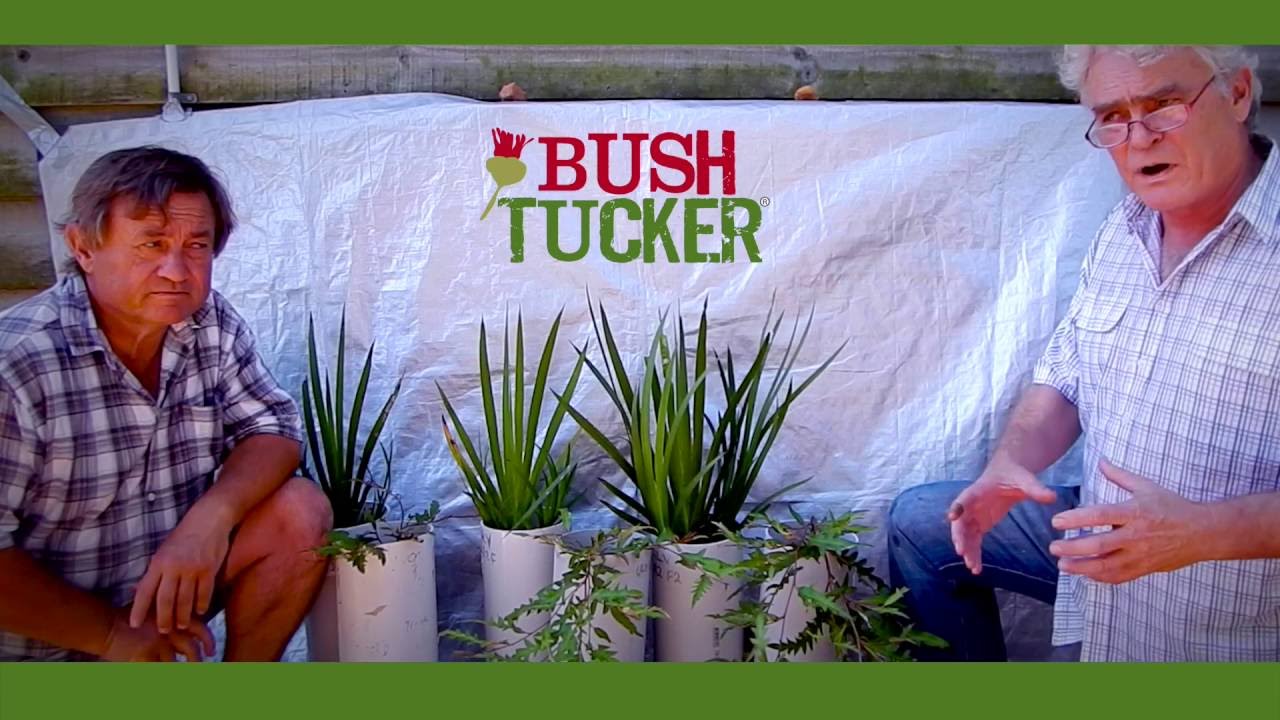 Bush Tucker Trial With Angus Stewart & Simon Leake - YouTube